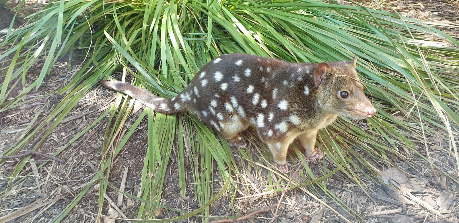 Australian Critters