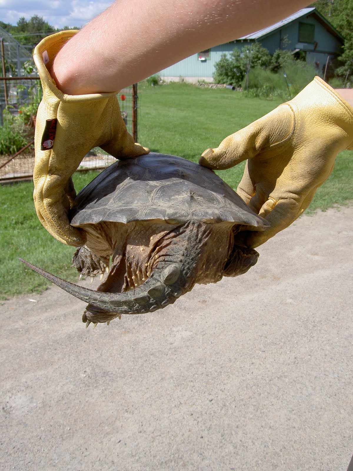 Bondi Resort BLOG: How to Move a Snapping Turtle