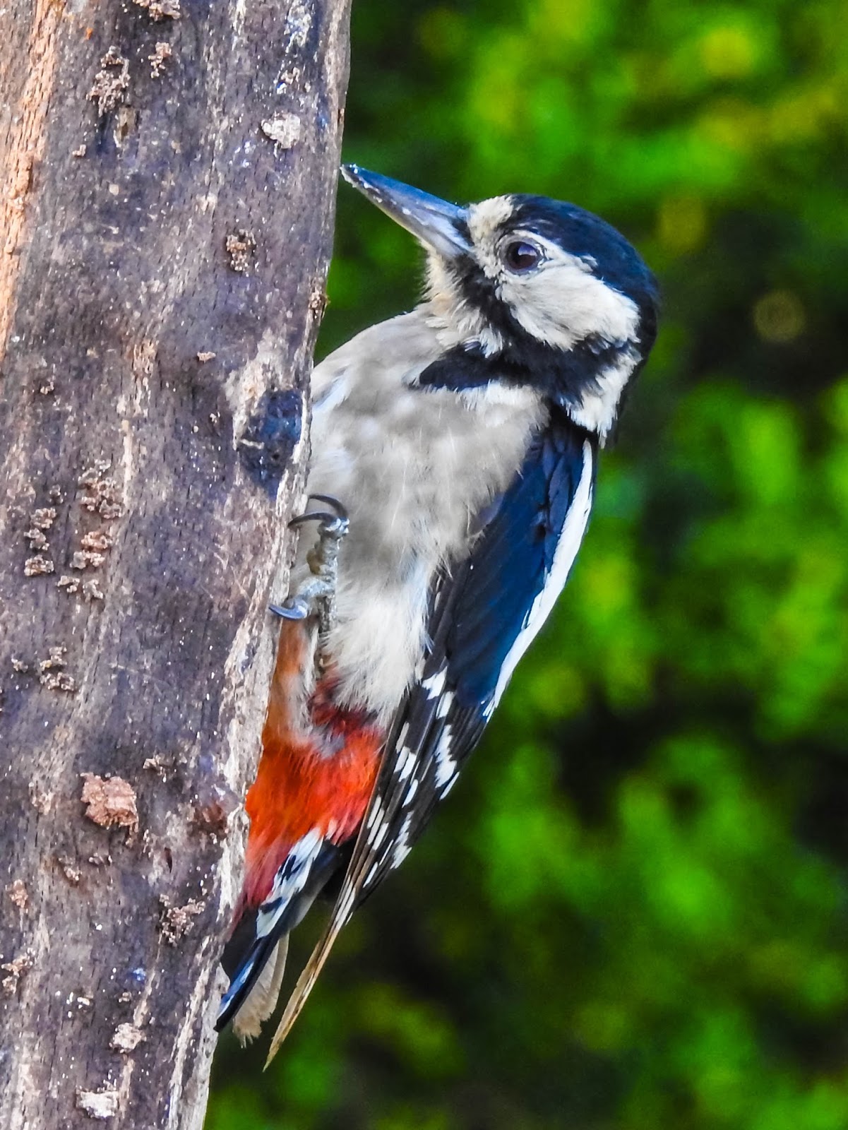 AVES DEL CIELO - BIRDS OF HEAVEN: Pico picapinos (Dendrocopos major ...