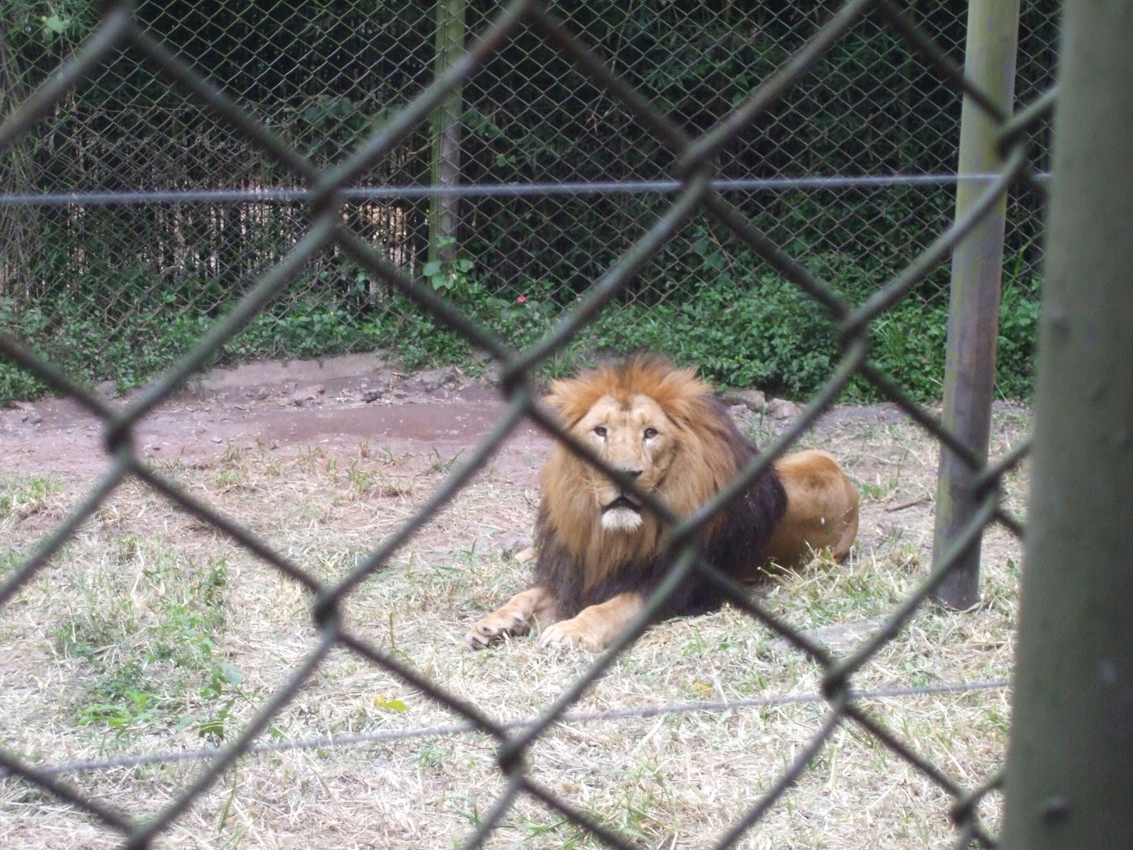 EU SOU DONA DE MIM: PASSEIO AO SIMBA SAFARI DE SÃO PAULO