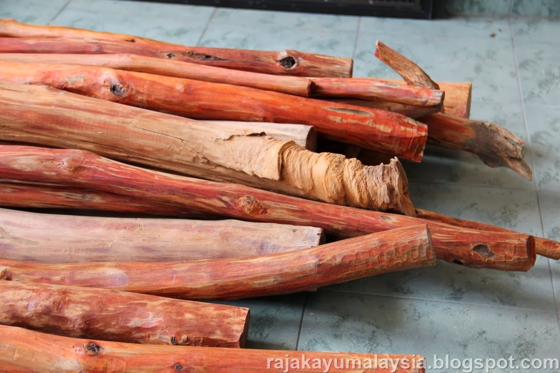 Raja Kayu Malaysia: Raja Kayu