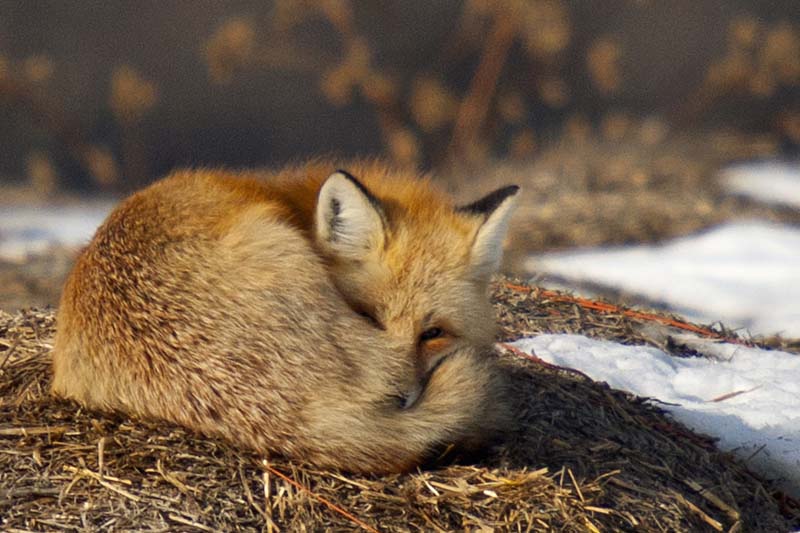 Photography of Ralph Fuchs of St. Albert, Alberta: Wildlife