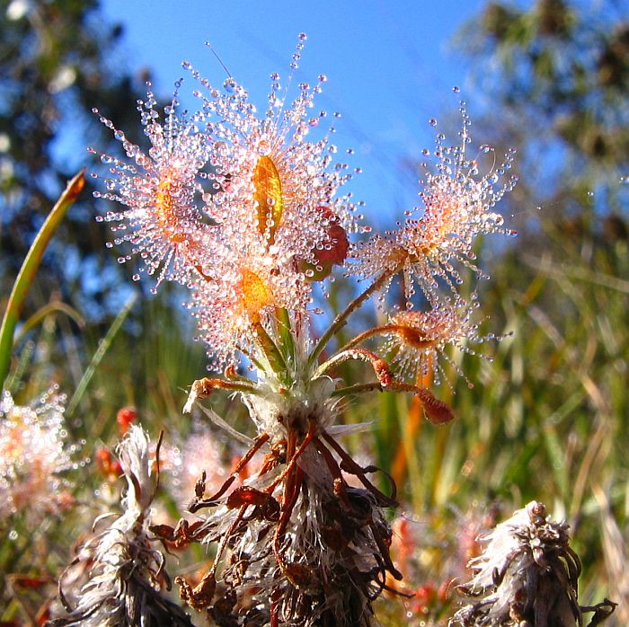 Esperance Wildflowers: Drosera scorpioides - Shaggy Sundew