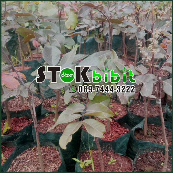 Lengkeng | cara menanam buah lengkeng dalam pot - bibit mangga bangkok