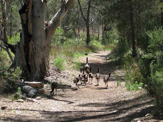 Silvan & Sarah's Travel Blog: Mount Remarkable National Park - SA