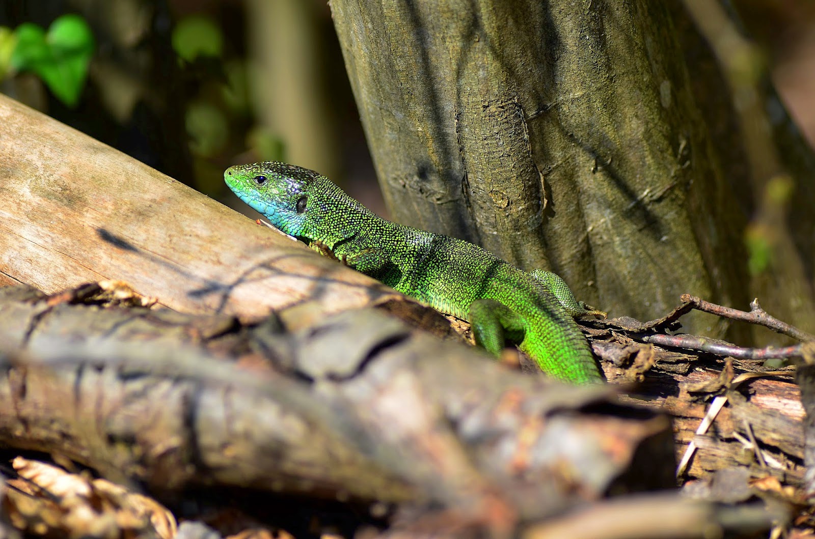 Čarovnije z male kmetije: Gojenje gob - bukovi ostrigarji