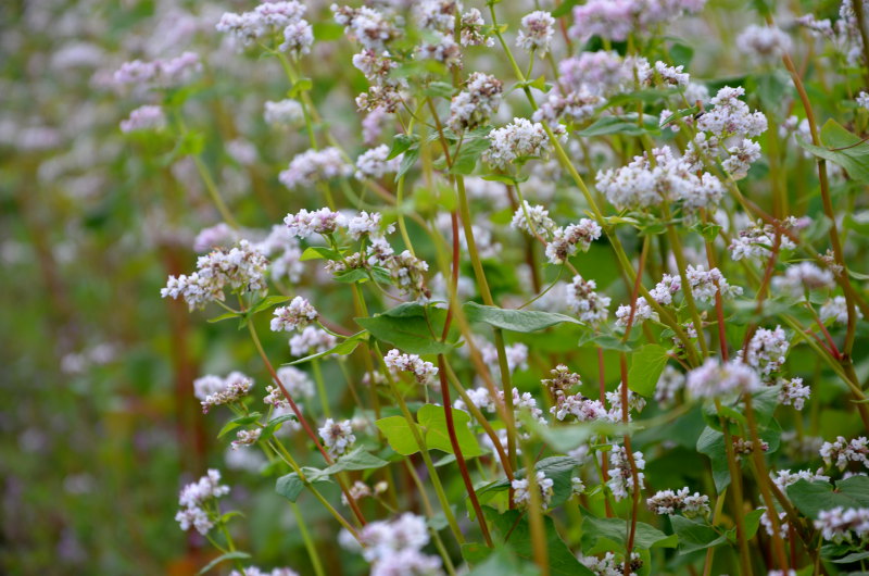 Uprawa gryki zwyczajnej w rolnictwie i pszczelarstwie.