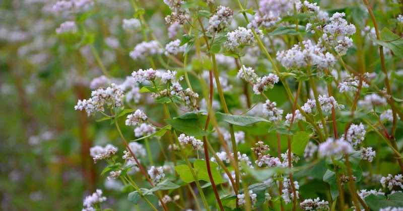 Uprawa gryki zwyczajnej w rolnictwie i pszczelarstwie.
