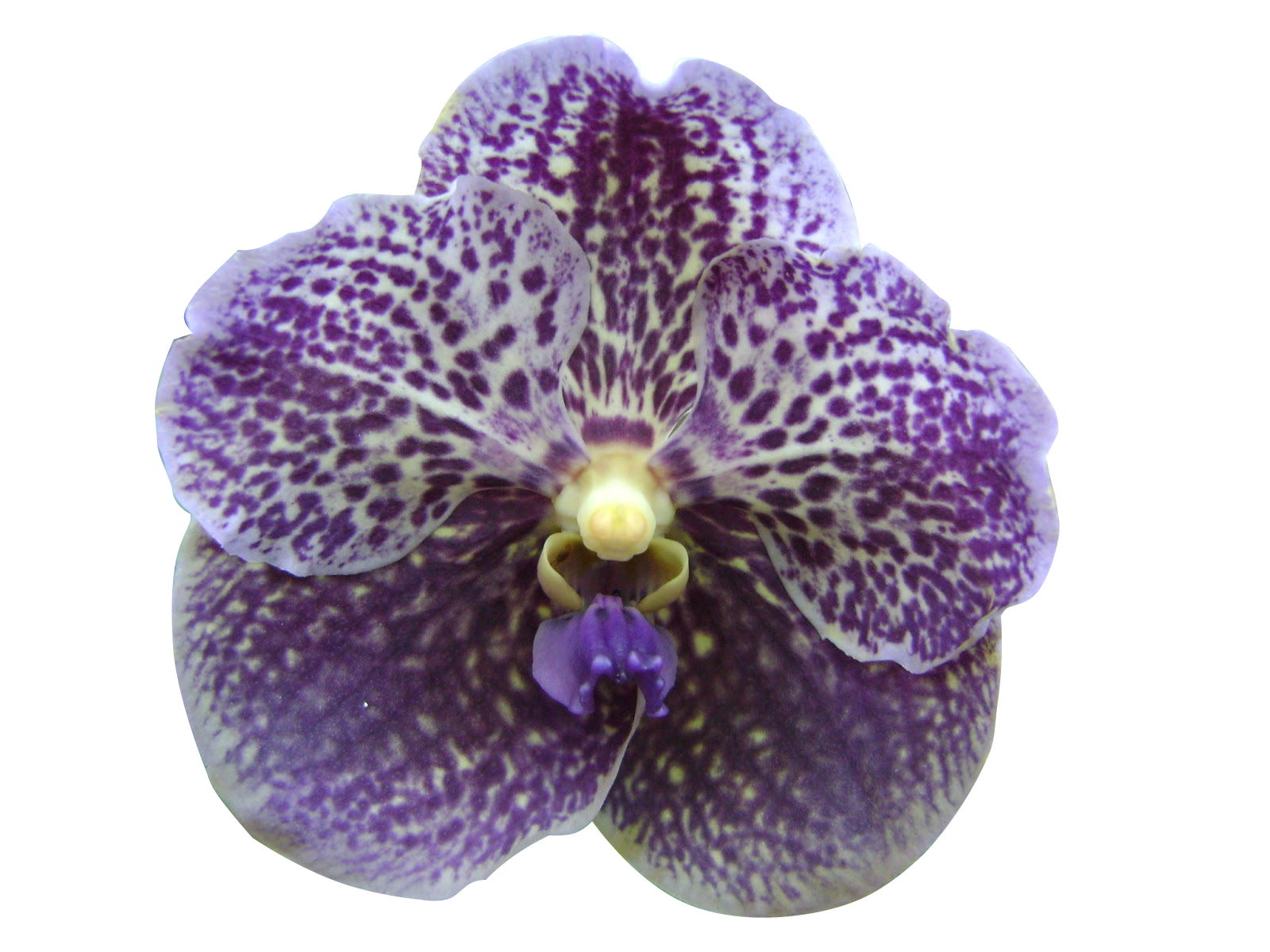 Dicas de Cultivo de Orquídeas Vandas