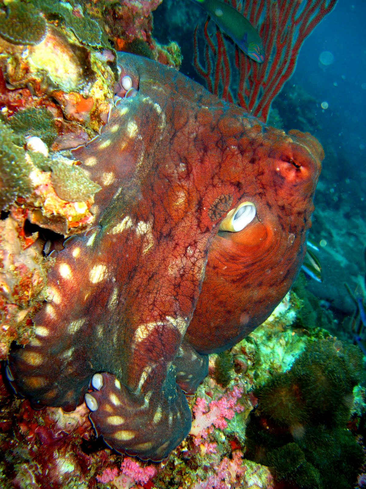 Calypso Phuket News - www.calypsophuket.com: *Fascinating Fish Fact*