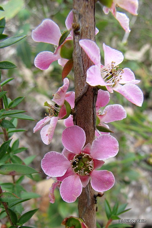 Sydney's Wildflowers and Native Plants: Leptospermum squarrosum - Pink ...