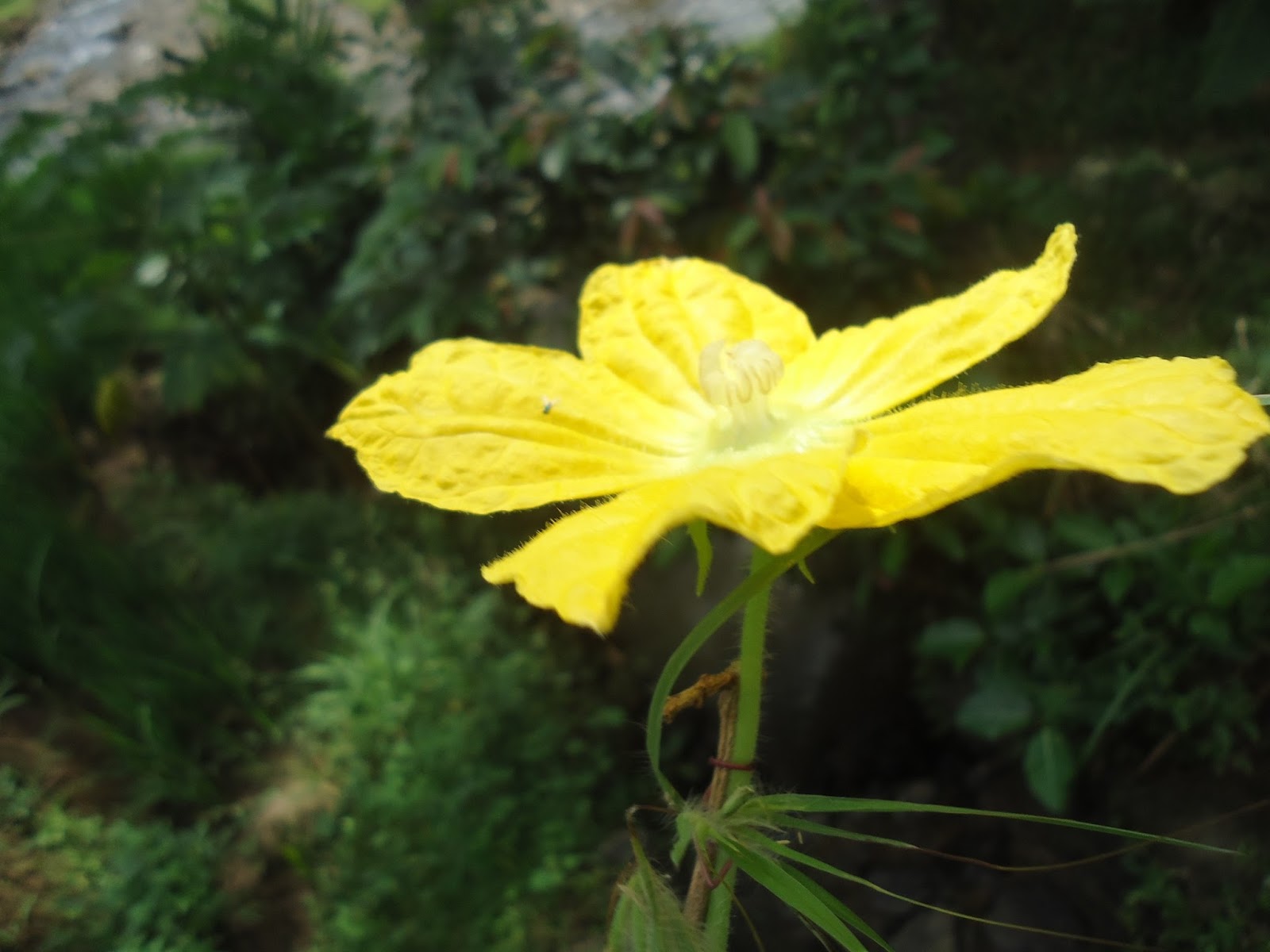 Wallpaper Bunga Labu Kuning di Bukit Menoreh - Rumah Daun Muda