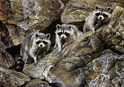 National Wildlife Galleries: Alan Hunt Wildlife Art