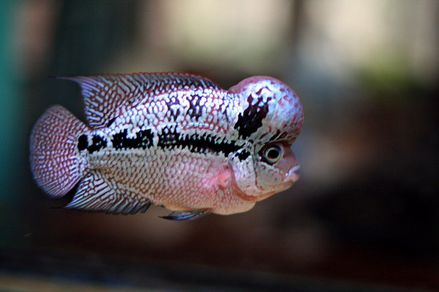 Flowerhorn The Hybrid Cichlids: King Kamfa 4