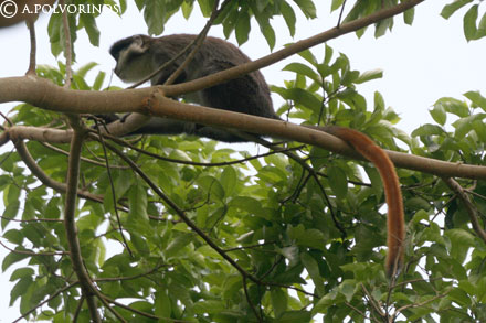 Paraíso Animal: El curioso Mono cola Roja