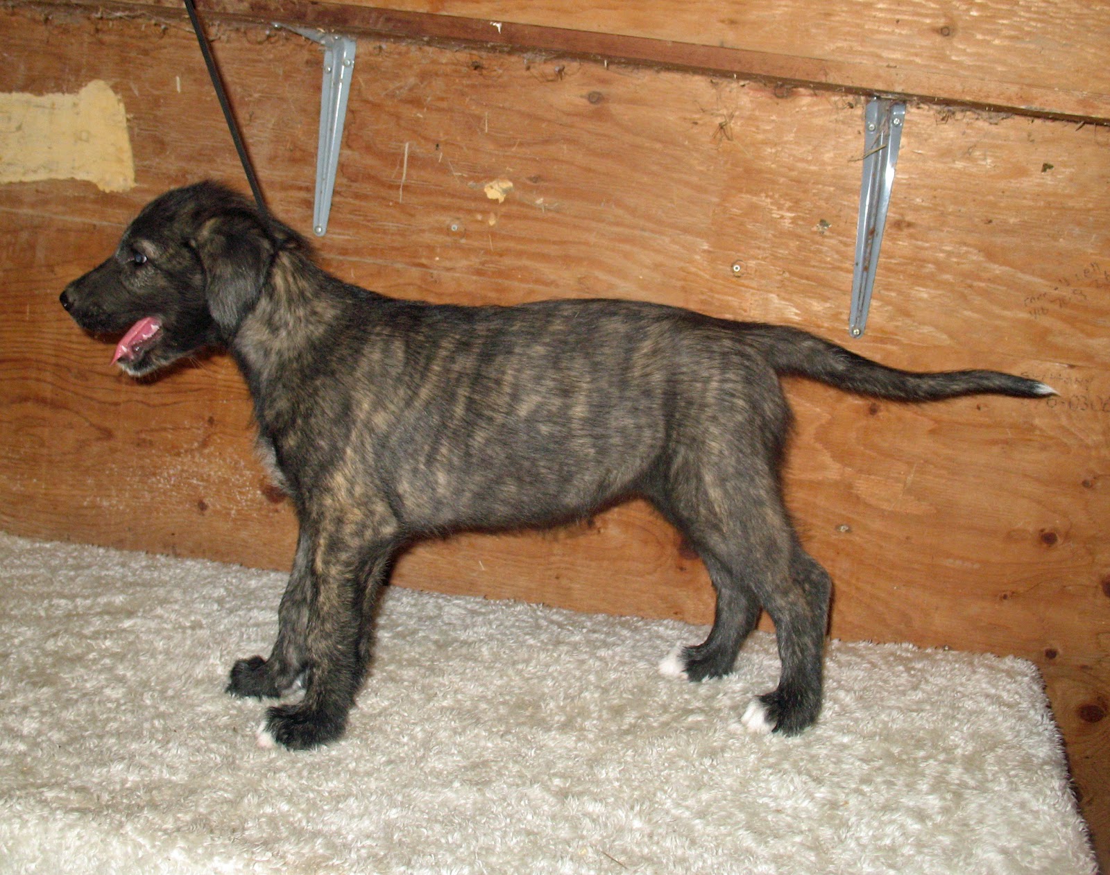 Irish Wolfhound Puppy Blog