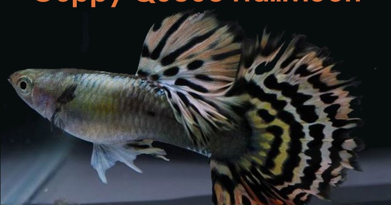Guppy HalfMoon, Nouveau Standard IKGH ? | LikeGuppy | Conseils sur l ...