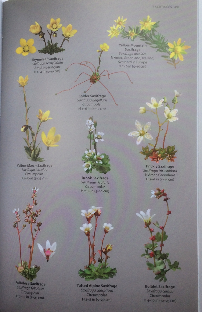 Shropshire Birder: Book review - The Arctic Guide - Sharon Chester