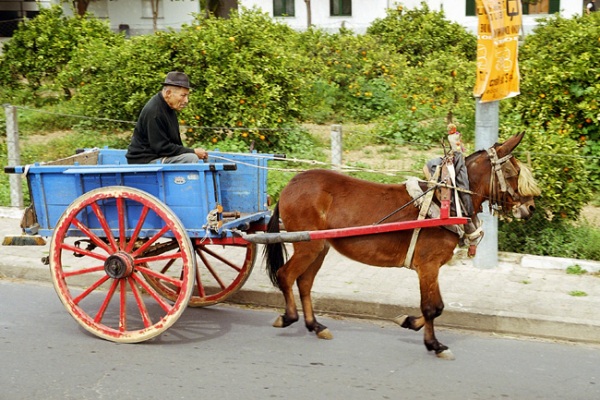 O melhor Alentejo do Mundo: Carroças e Charretes