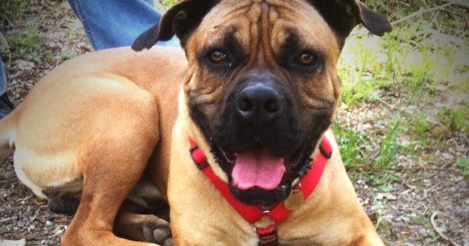 MorsoRosso: BULLMASTIFF MINIATURE