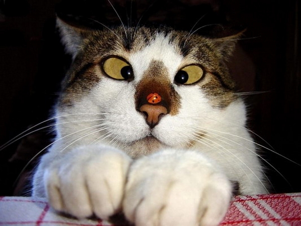 Funny Face Cat | 100knot