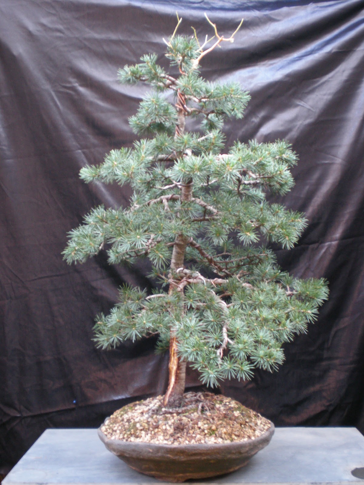 CYD: Retocando el cedro