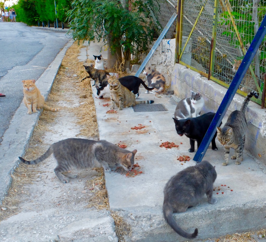 Musings on Life in Hong Kong: Cats of Greece