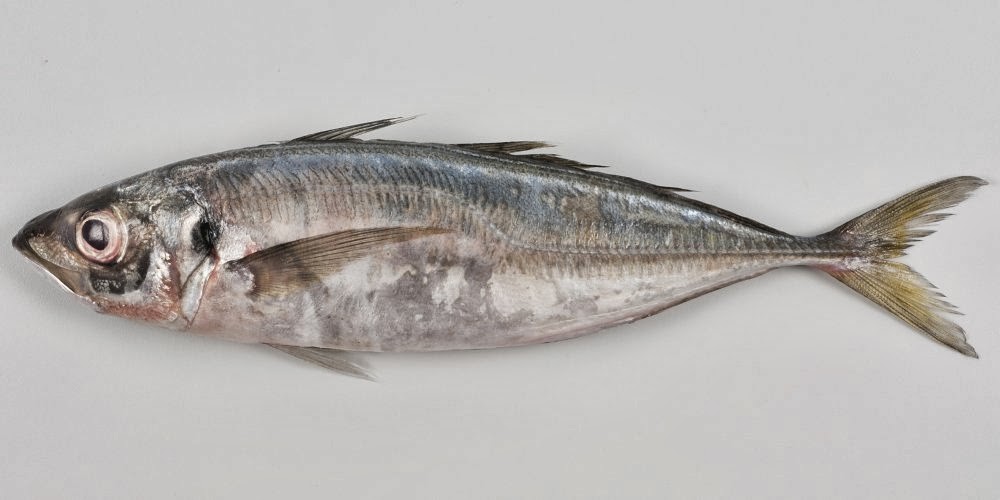 PESCA Y GASTRONOMÍA: ¿CHICHARRO BLANCO O CHICHARRO NEGRO?