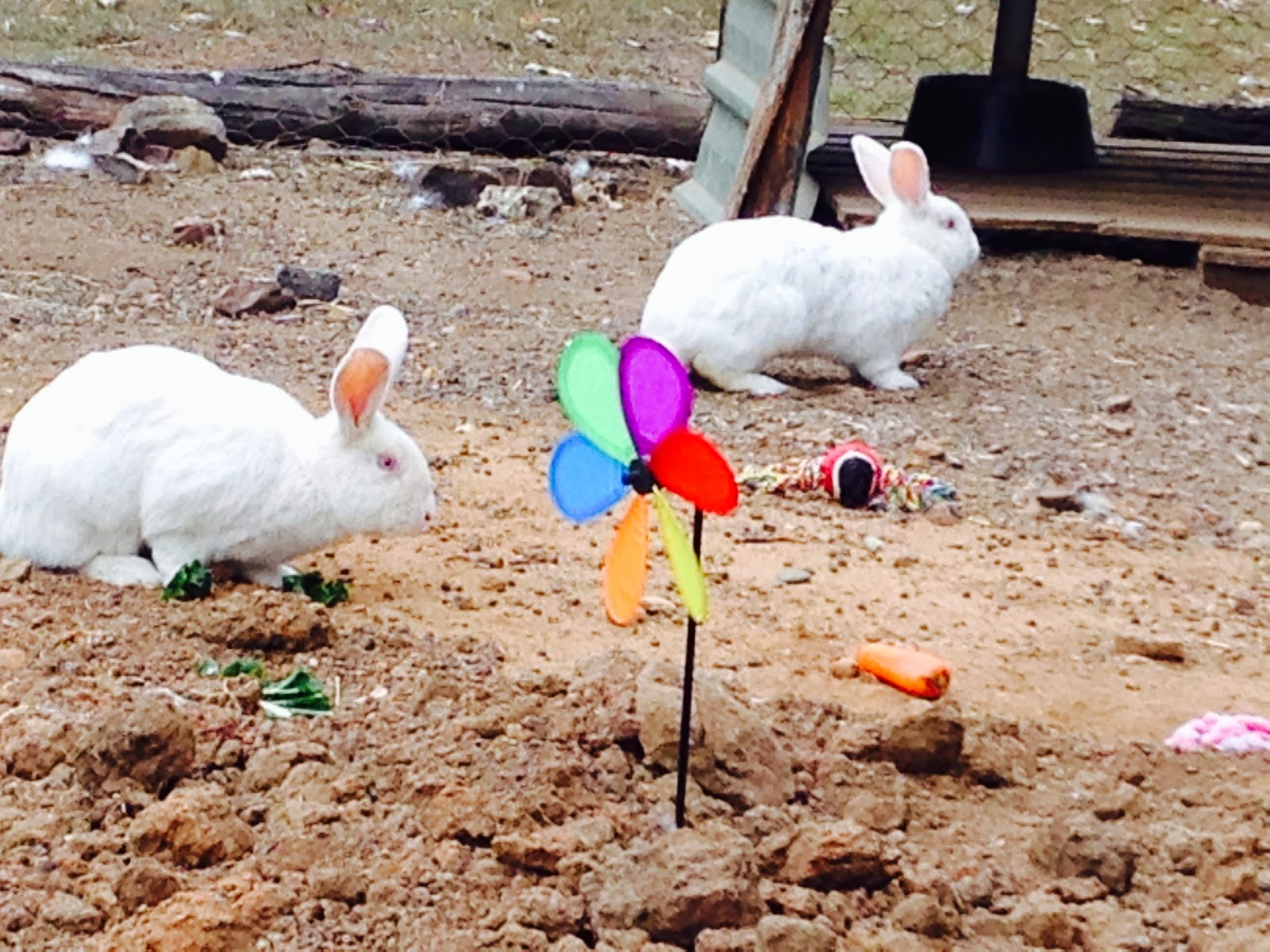 Rabbit Rescue Sanctuary: GIANT WHITE RABBITS FOR ADOPTION