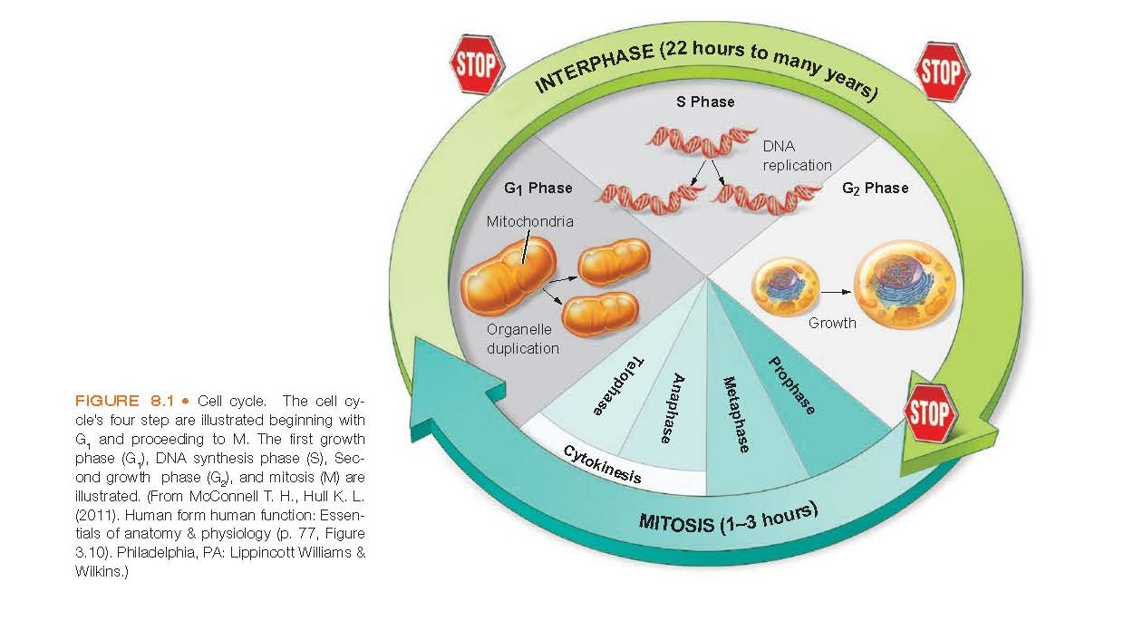 The Cell Cycle - pediagenosis