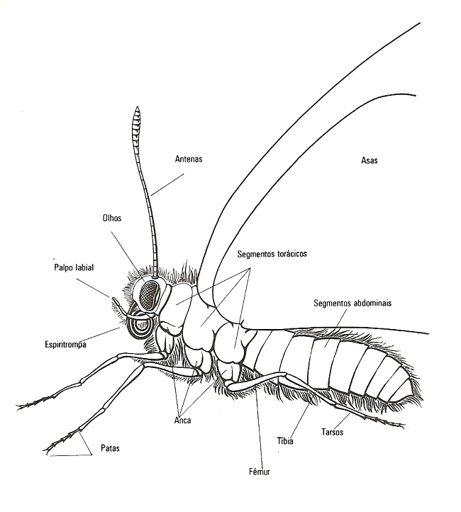 JÓIAS DA NATUREZA: MORFOLOGIA DA BORBOLETA