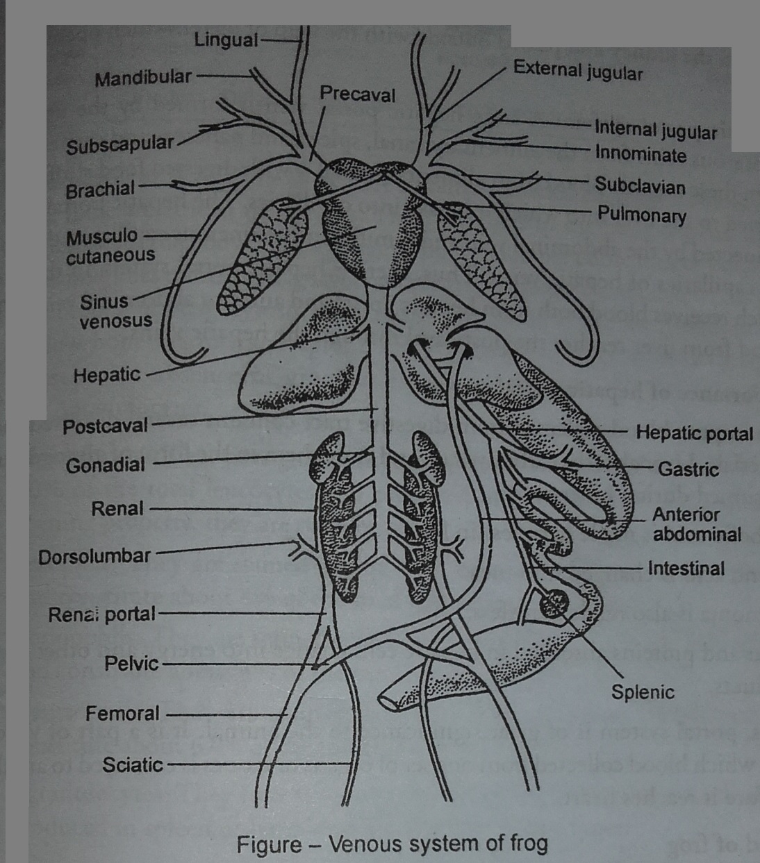 Zoology for higher secondary level: Frog: Venous System
