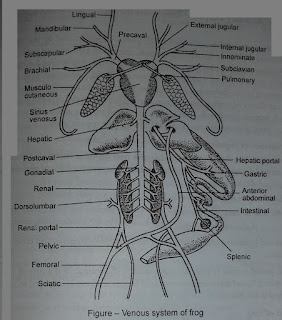 Zoology for higher secondary level: Frog: Venous System