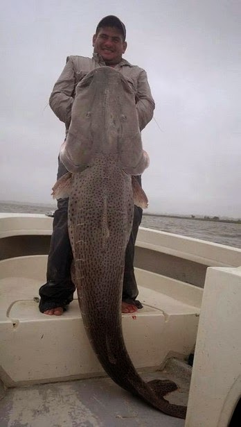 River Monsters Piraiba