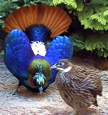 Ferma mea: Ferma de fazani - Sfaturi pentru un start bun