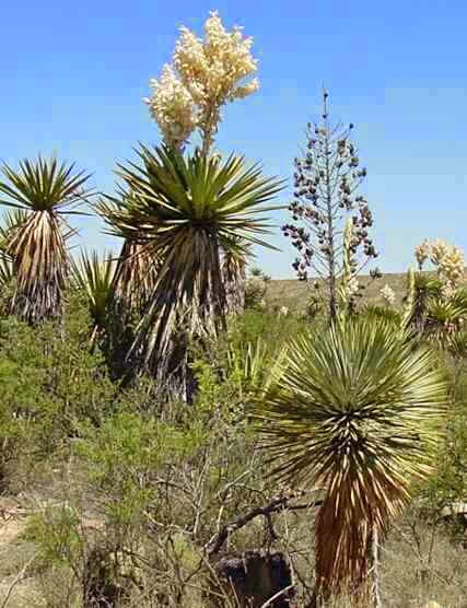 Home And Garden : Yucca spp.