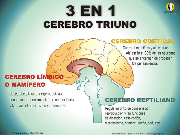 DESARROLLO DEL PENSAMIENTO Y LA INTELIGENCIA HUMANA: TEORÍA DEL CEREBRO ...