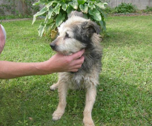 Adoptándonos: César, adorable perro barbincho tamaño chico en adopción ...