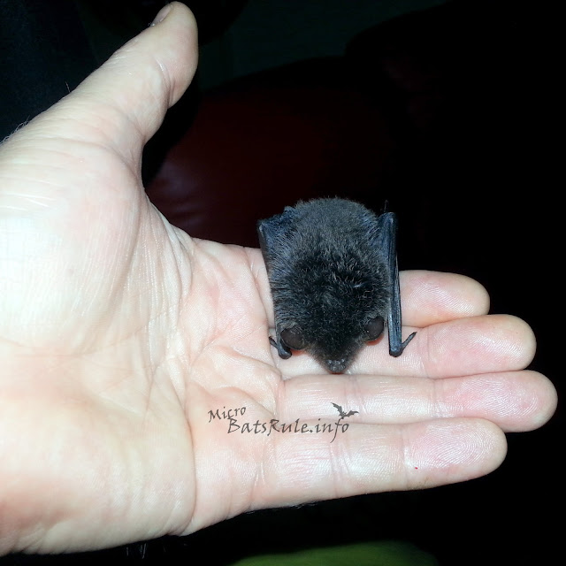 Rescue | Microbat in care | Myotis Macropus, Southern Myotis ...