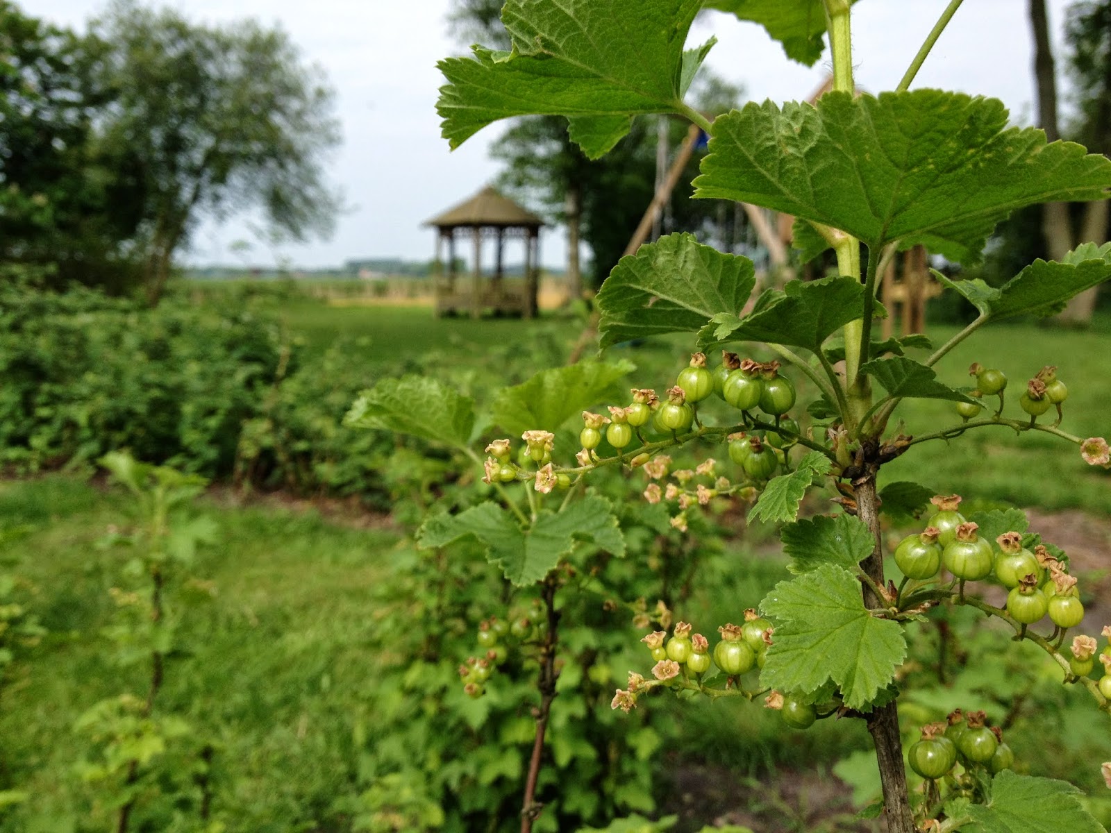 Boerderij Zinin: Moestuin Maandag (4)