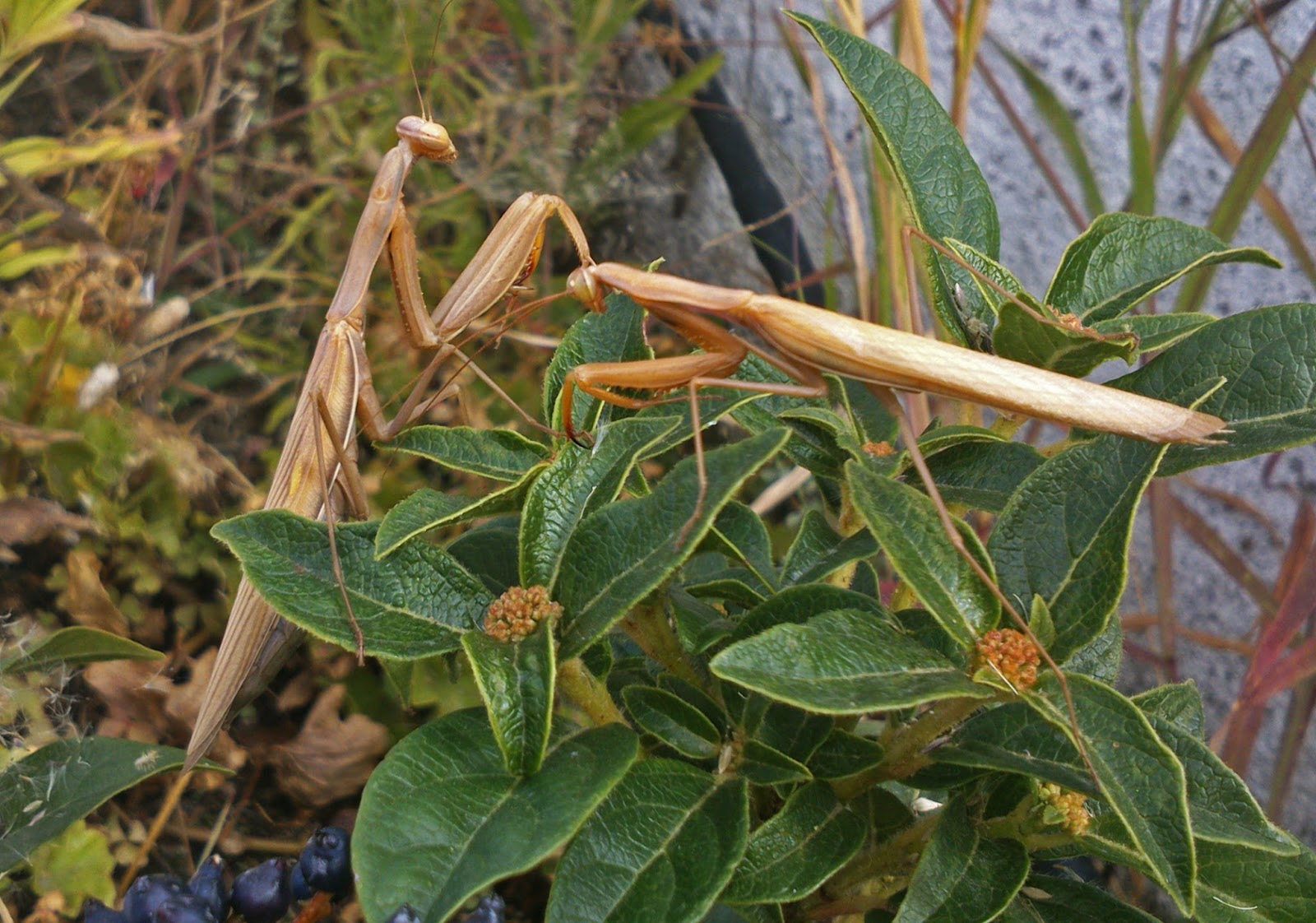 Amantes de la ornitología: Mantodeos del norte de Cáceres