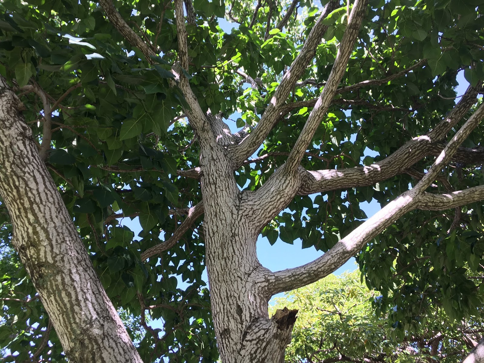 Hernandia nymphaeifolia (Jack-In-The-Box Tree)