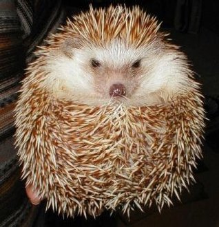 Amazing Hedgehog - Hedgehogs Facts, Photos, Information, Habitats, News ...