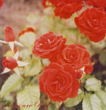 A Touch of Southern Grace : Razzle Red