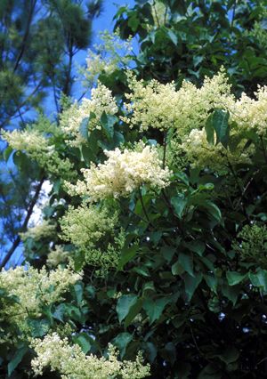 'Ivory Silk' Japanese Tree Lilac - A Tree for All Seasons