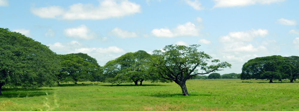 Asombrosas imágenes de nuestra llanura en el estado Apure - Elorza ...