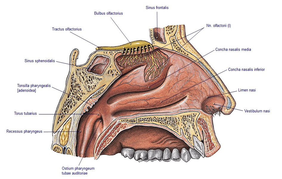 Concha Nasalis Inferior (Untere Nasenmuschel) Anatomie, 54% OFF