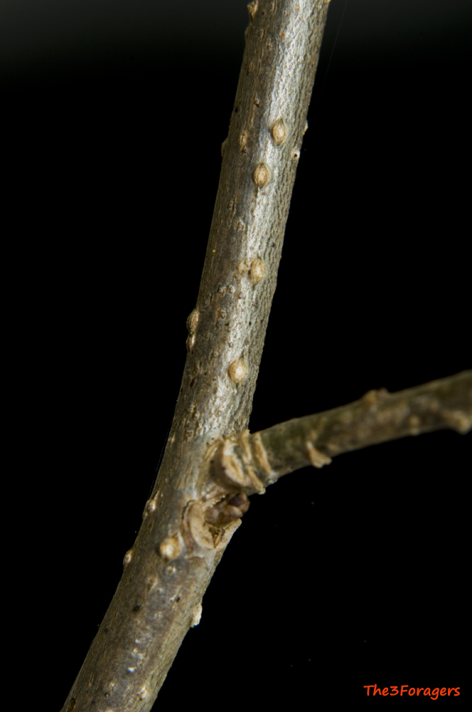 The 3 Foragers: Foraging for Wild, Natural, Organic Food: Spicebush ...