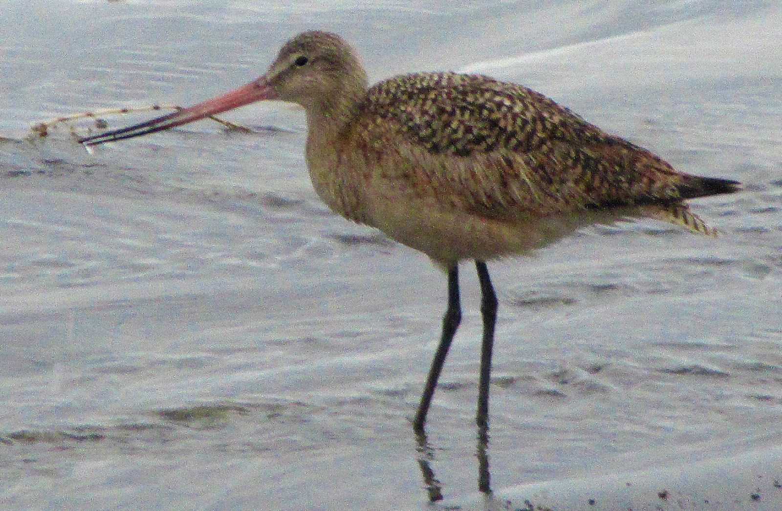 Carmel-by-the-Sea Jane Powers Walkway Loop Plus Carmel Beach Walking ...