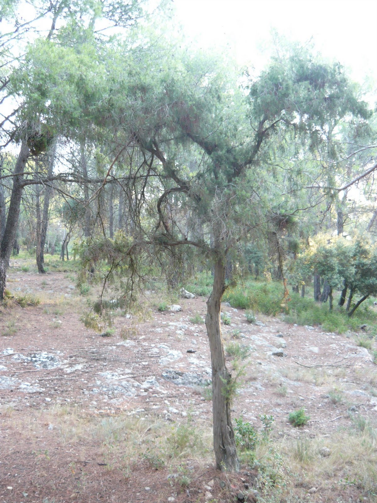 Une forêt en Provence: Des arbres